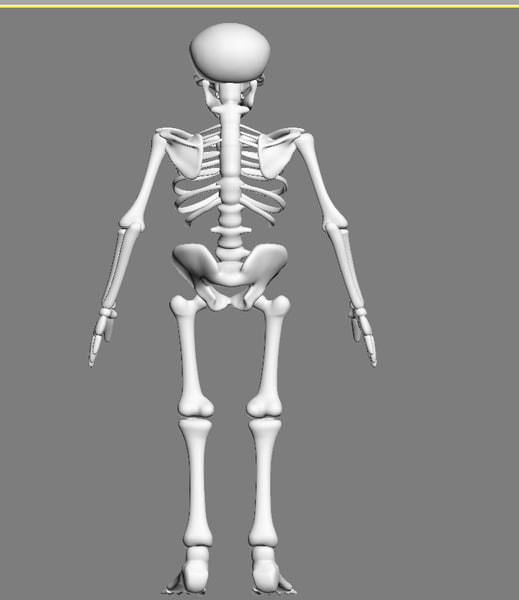 cartoon skeleton 3d model