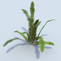 3d bracken fern