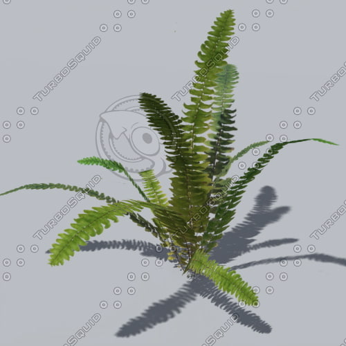 3ds max fern plant