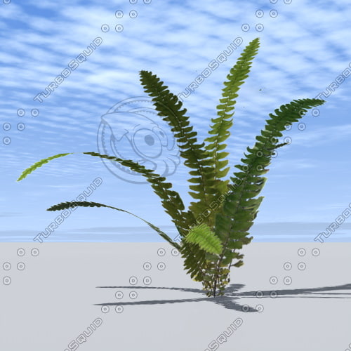 3ds max fern plant