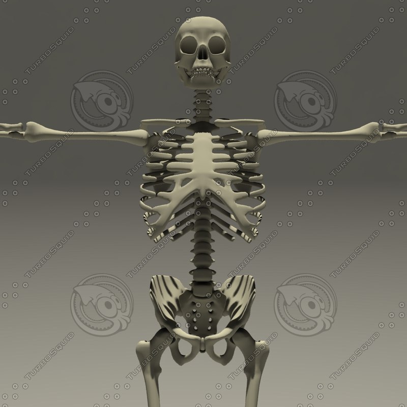 walking skeleton animations fbx