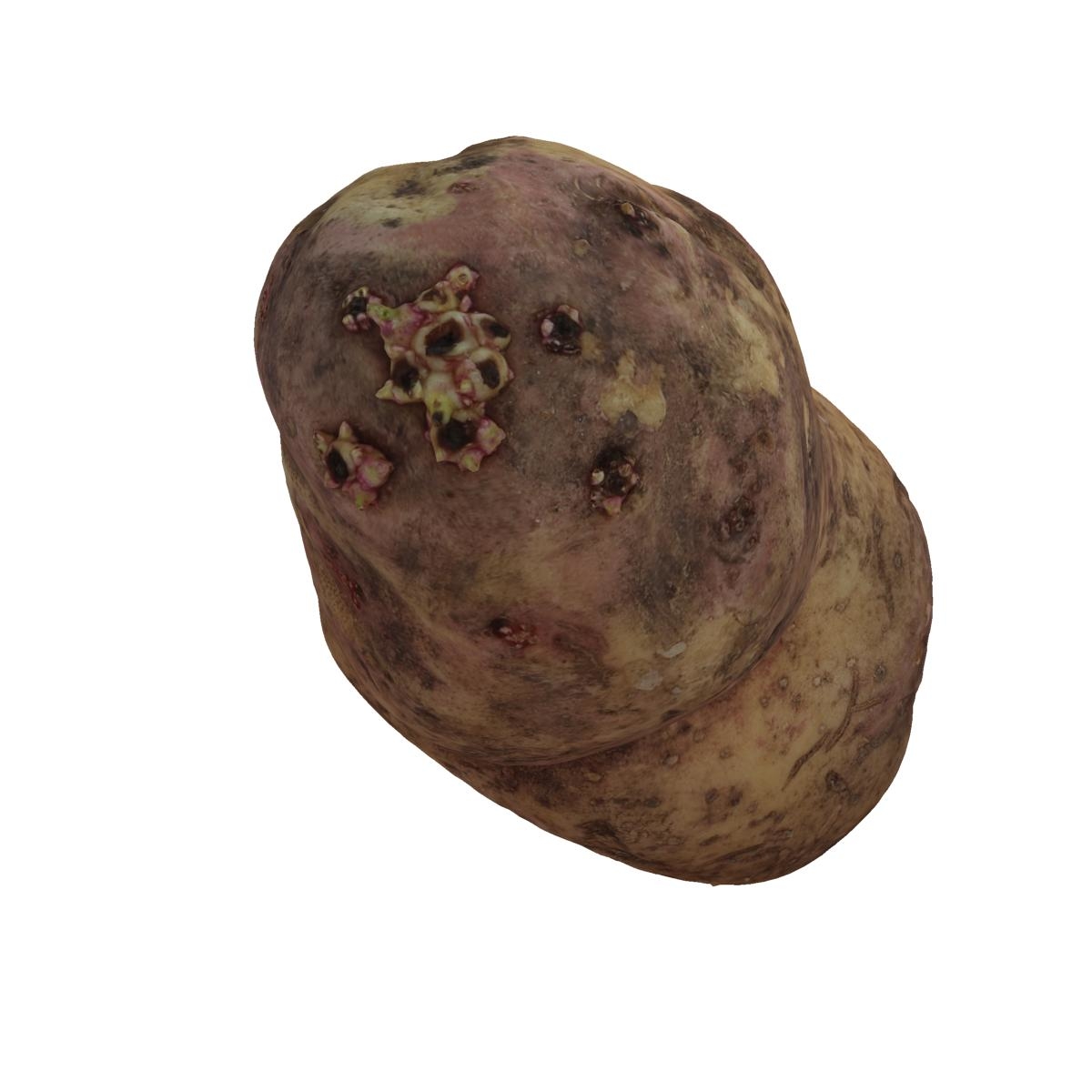 3d potato model