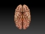 human brain obj
