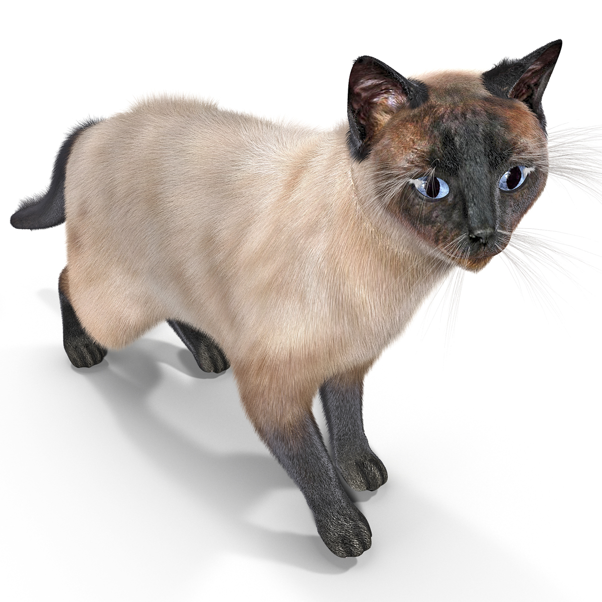 3d siamese cat pose 3 model