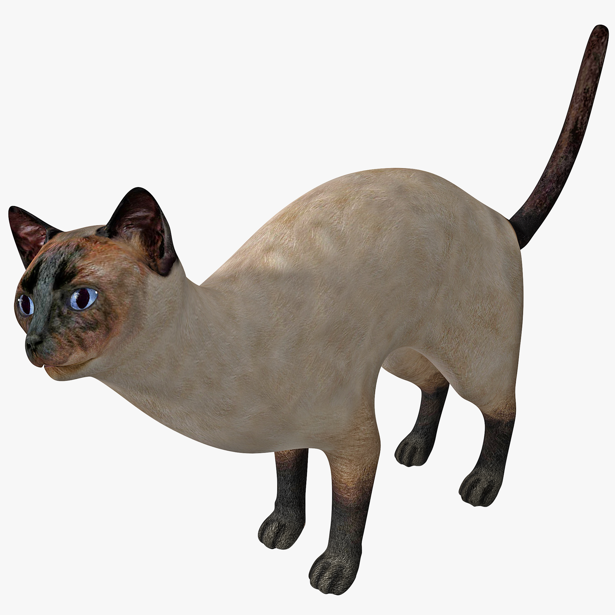 3d siamese cat pose 4 model