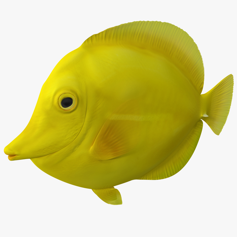 3d model yellow tang