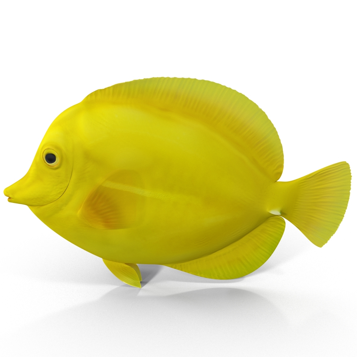 3d model yellow tang