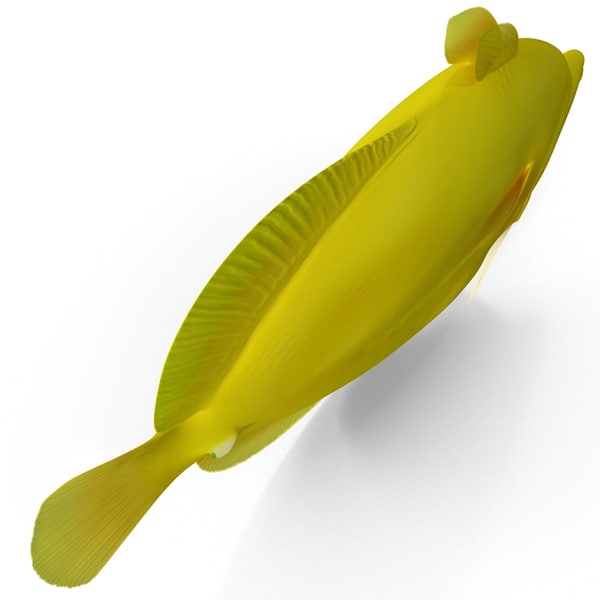 3d model yellow tang