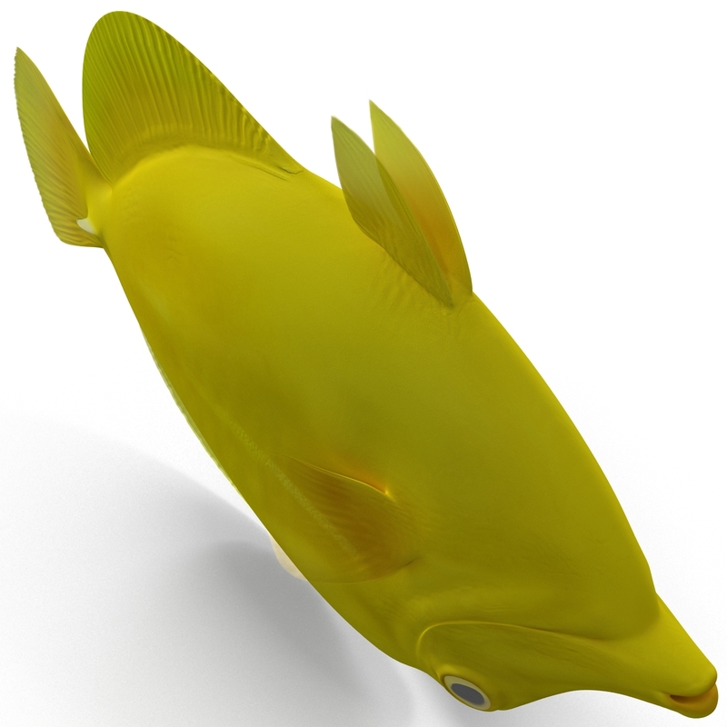 3d model yellow tang