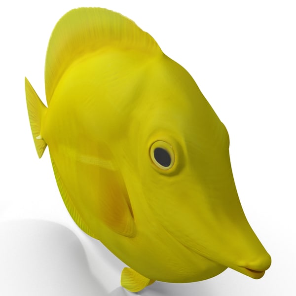 3d model yellow tang