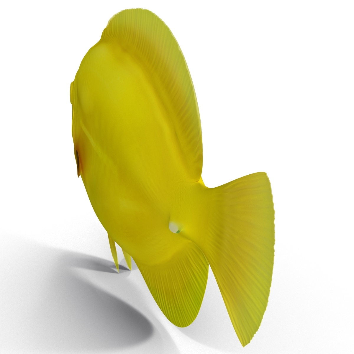3d model yellow tang