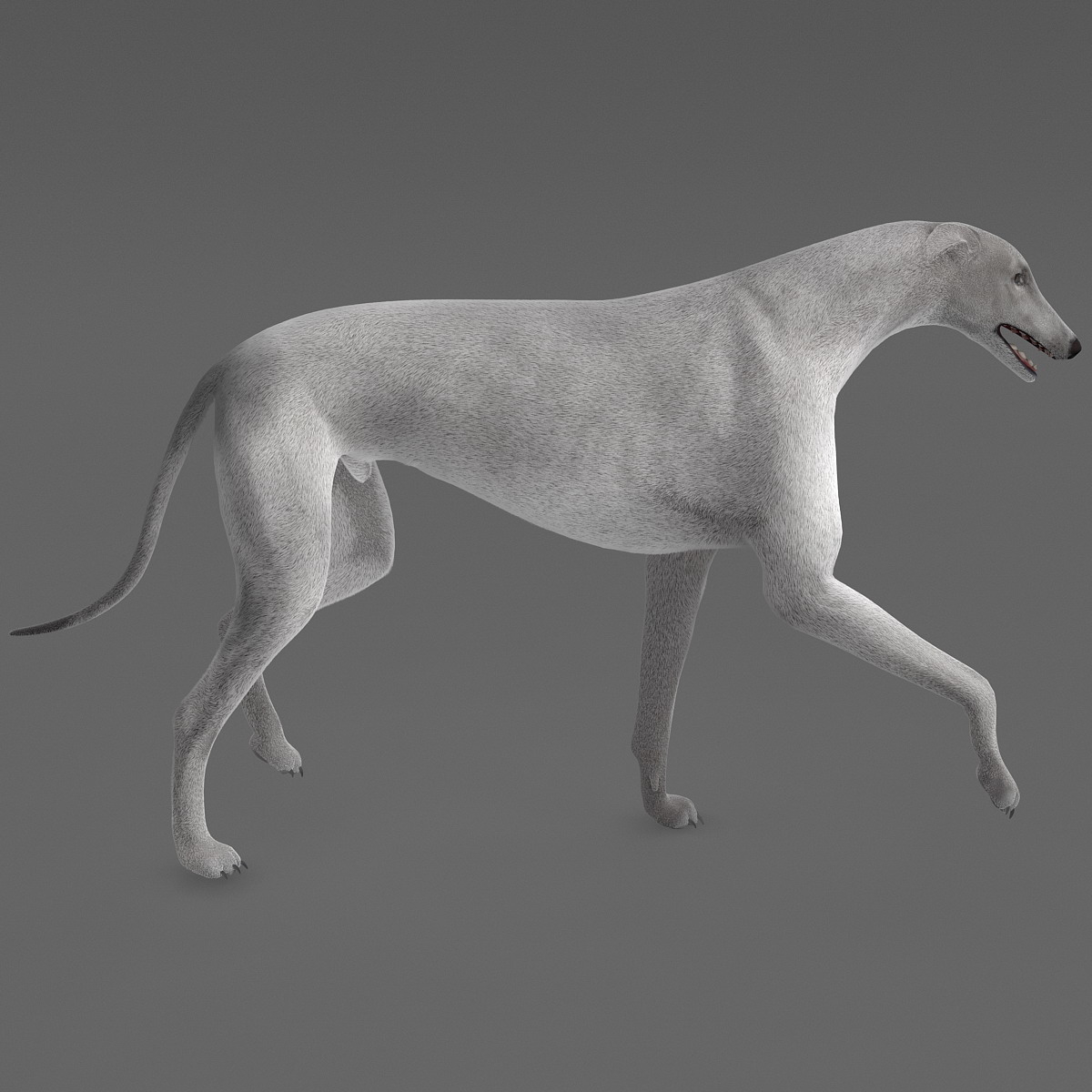 australian greyhound 2 pose 3d model