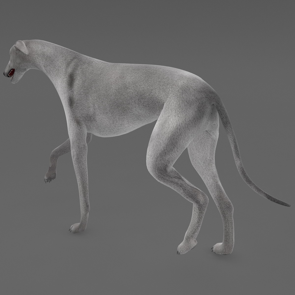 australian greyhound 2 pose 3d model