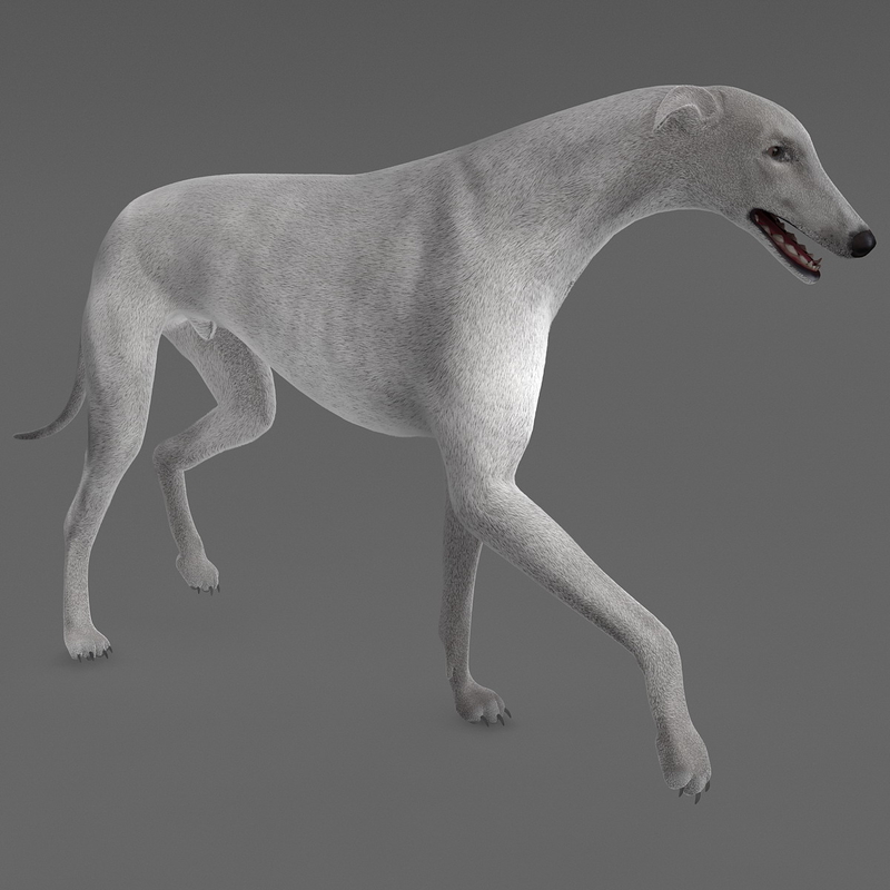 australian greyhound 2 pose 3d model