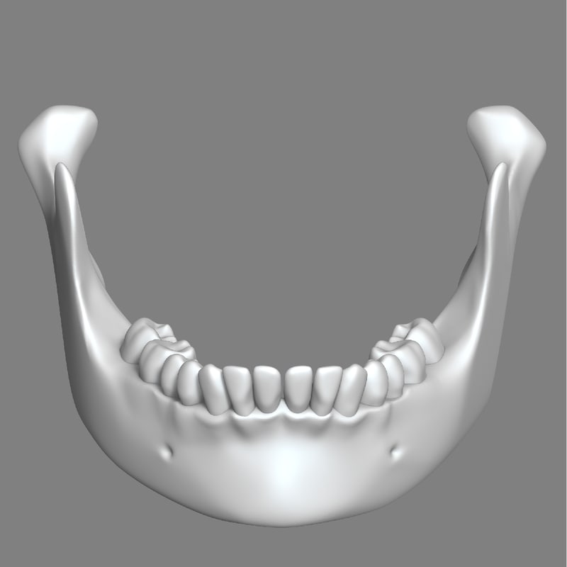 3d mandible model