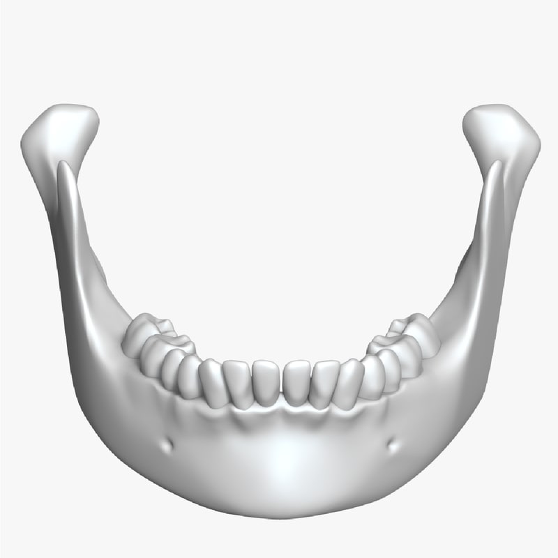 3d mandible model