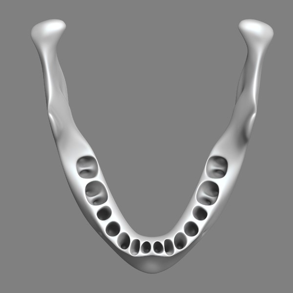3d mandible model