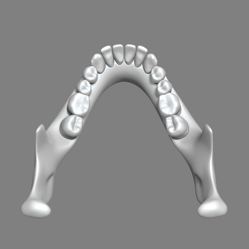 3d mandible model