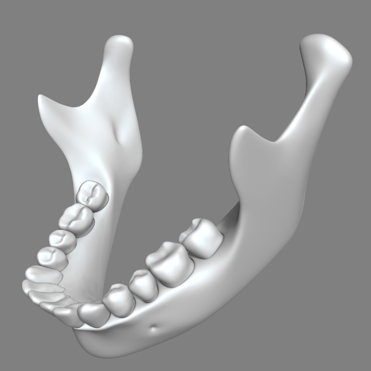 3d mandible model