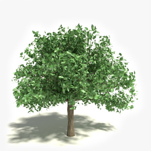 small tree 3d model