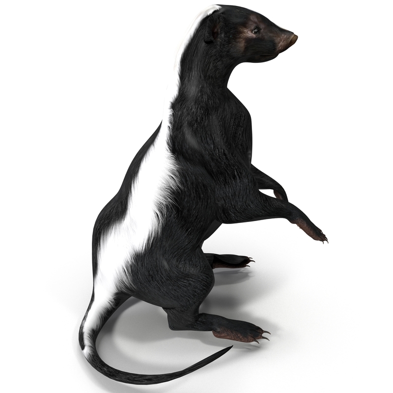 skunk pose 4 3d model