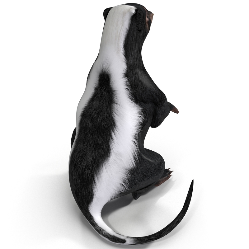 skunk pose 4 3d model