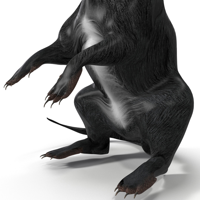 skunk pose 4 3d model