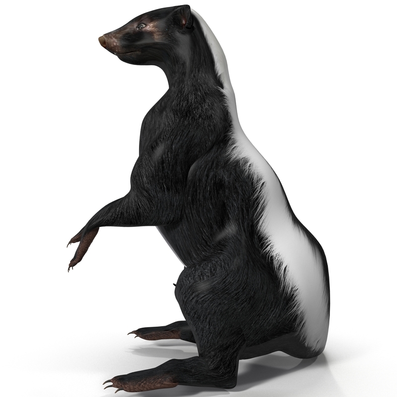 skunk pose 4 3d model