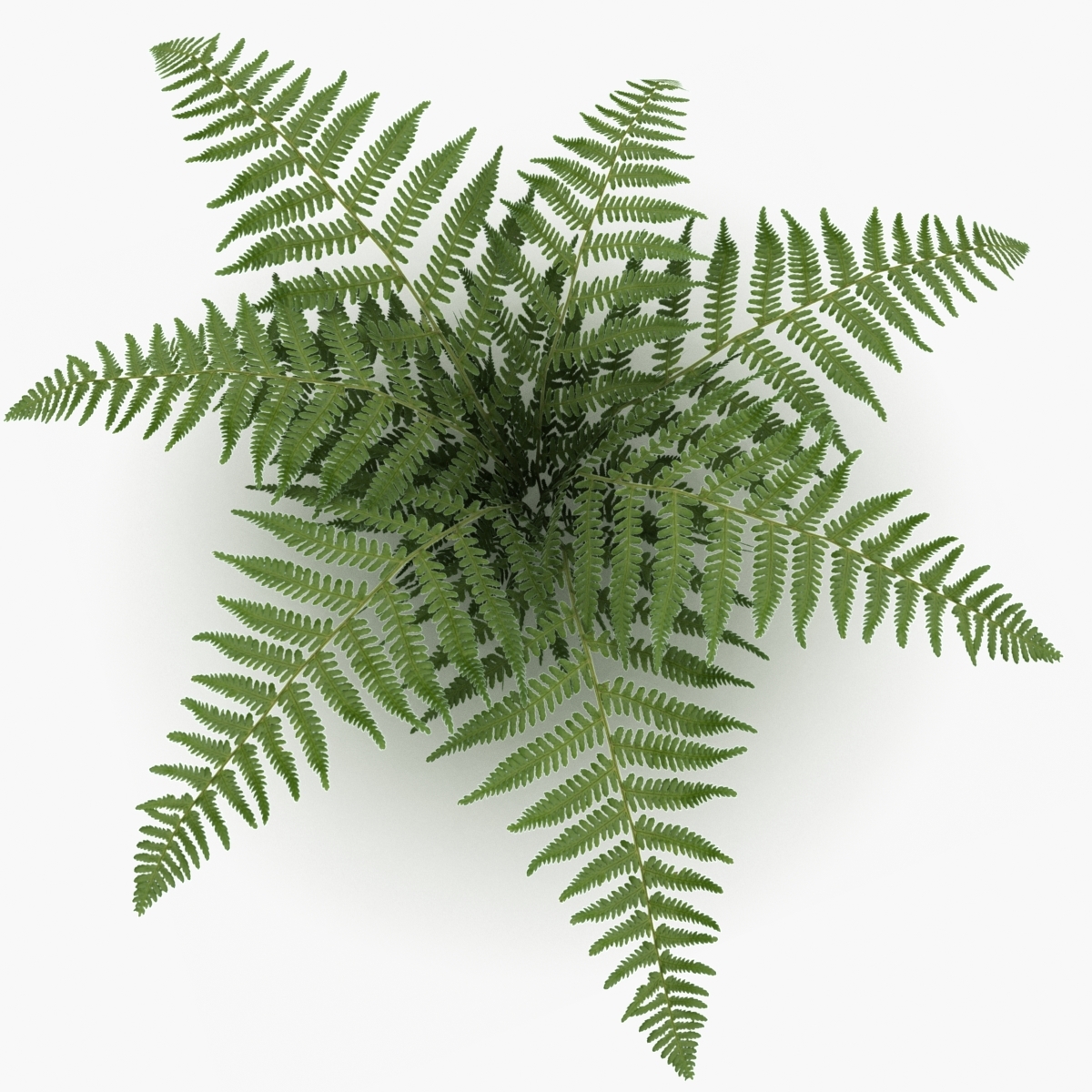 3d bracken fern