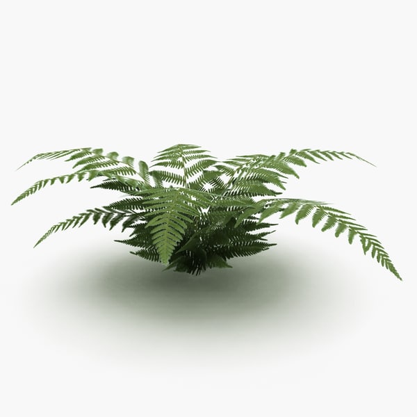 3d bracken fern