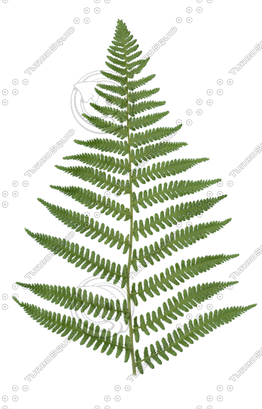 3d bracken fern