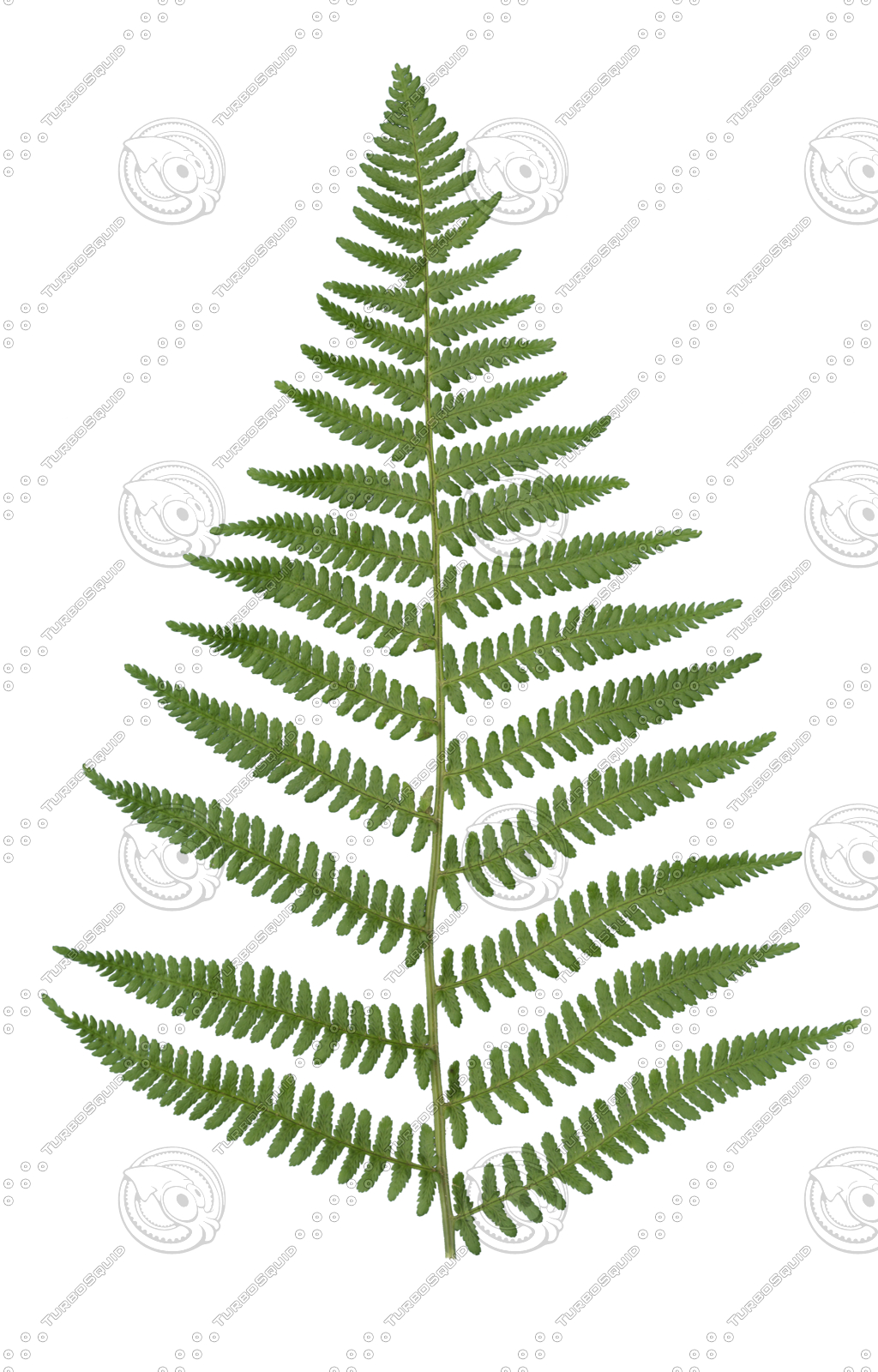 3d bracken fern