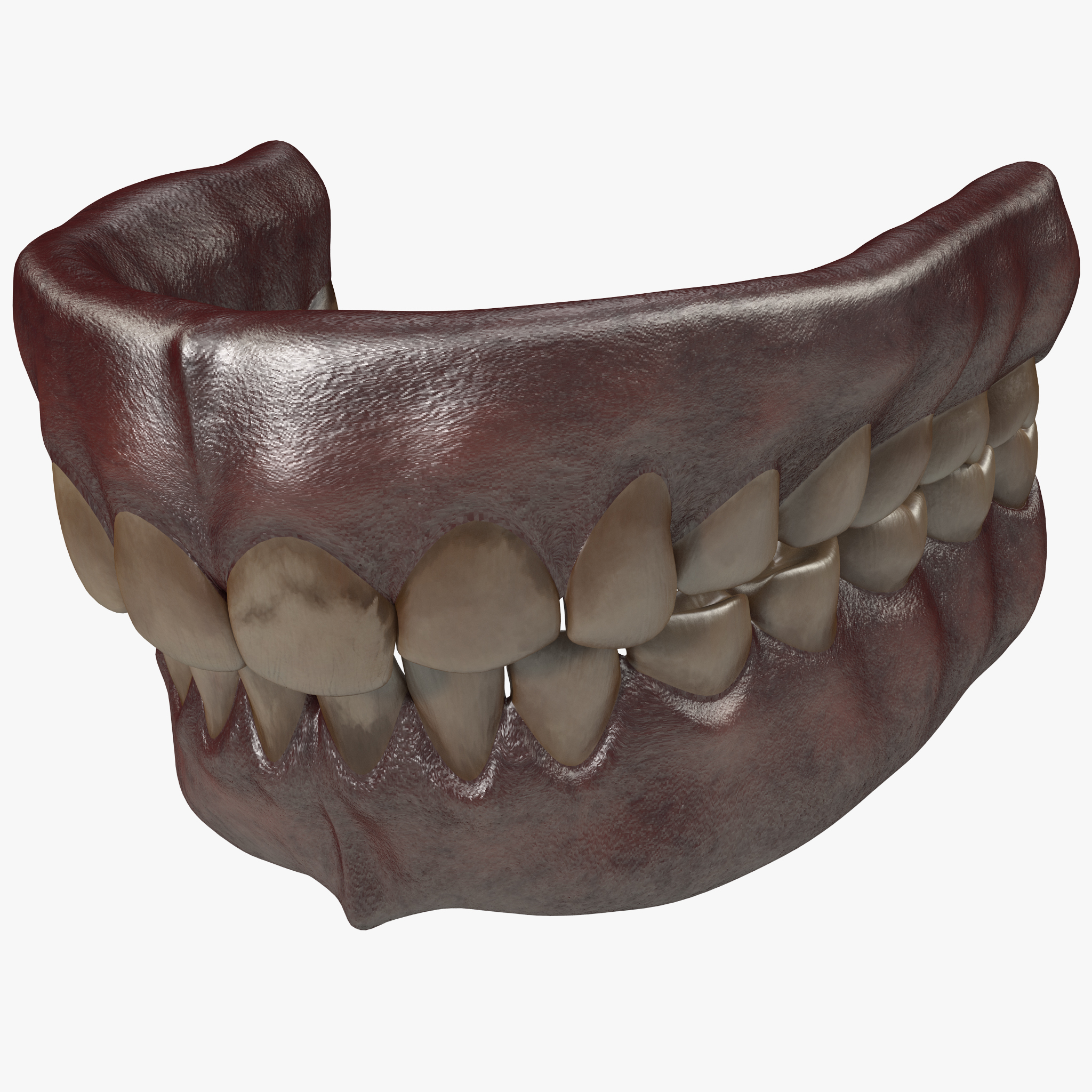 human old teeth 3d model