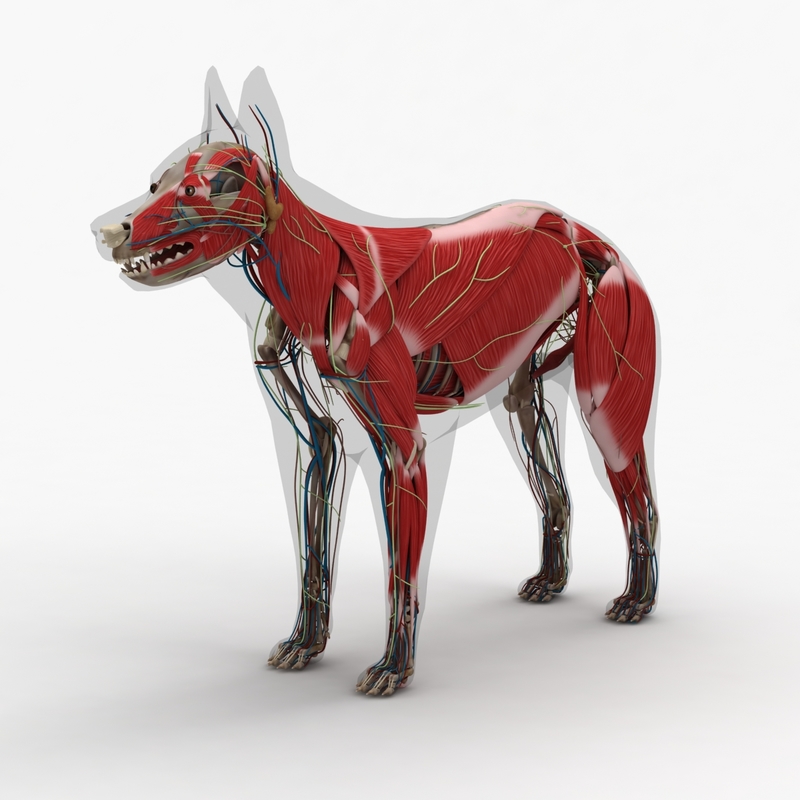 3d model dugm01 dog anatomy male female