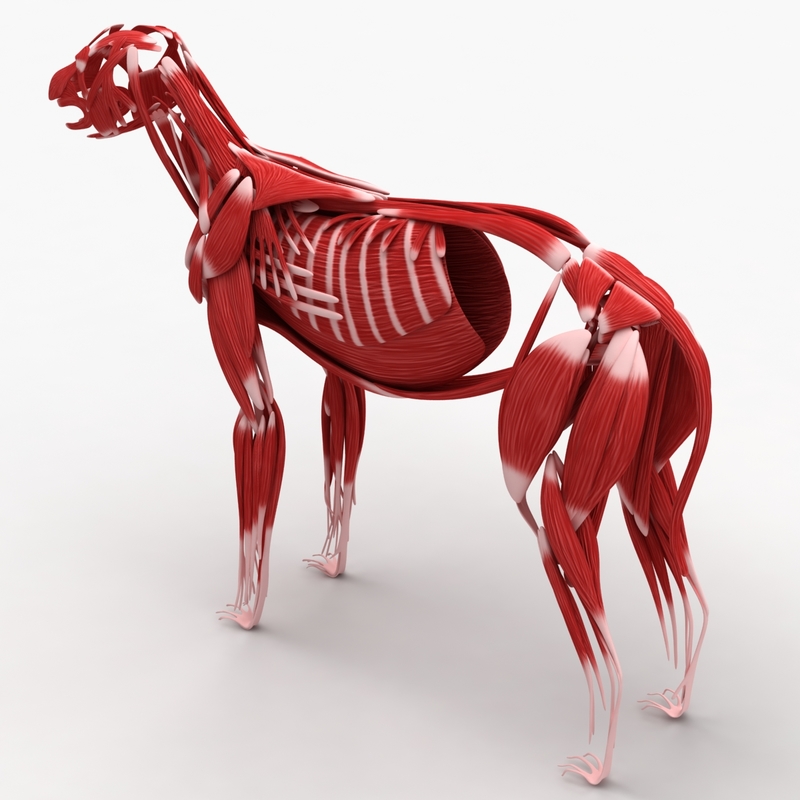 3d model dugm01 dog anatomy male female