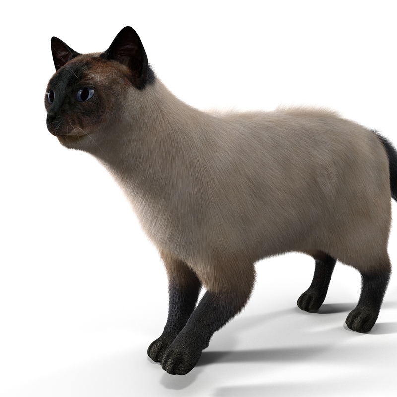 siamese cat pose 2 max