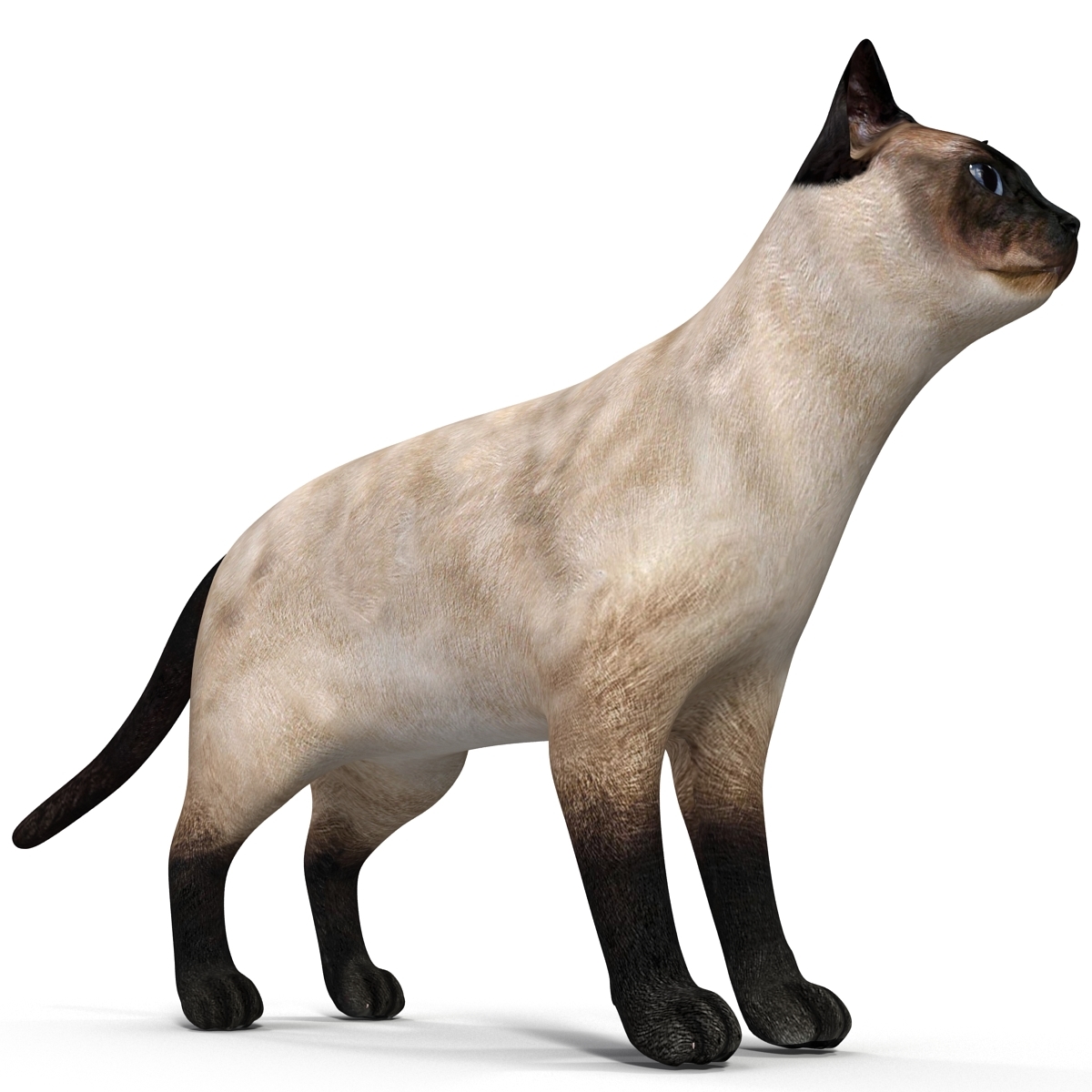 siamese cat rigged 3d model