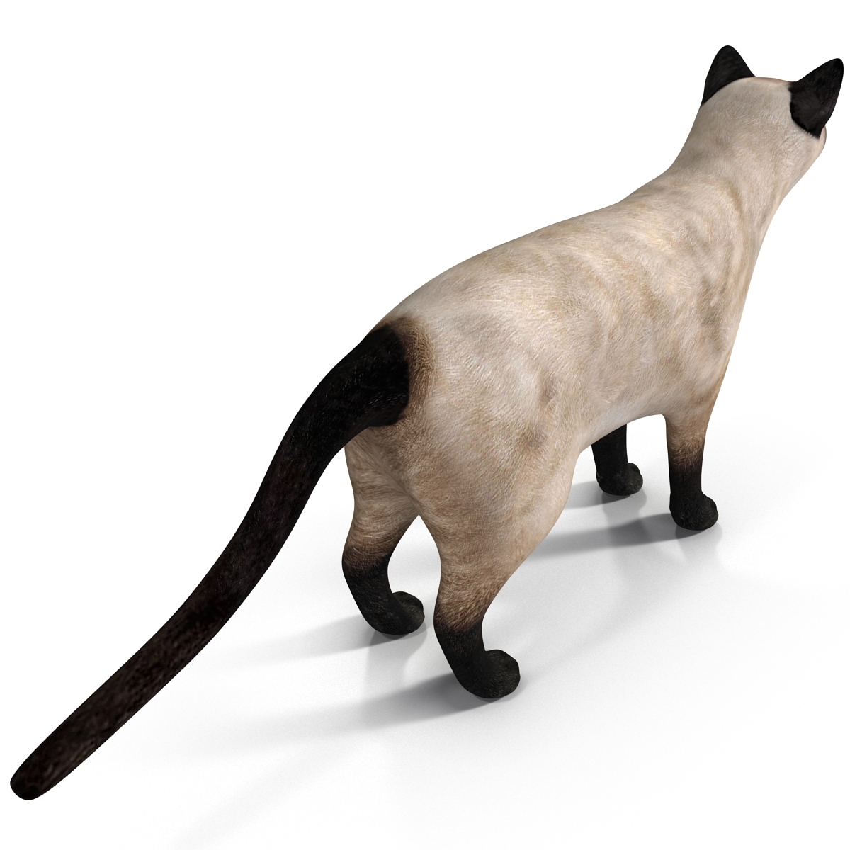 siamese cat rigged 3d model