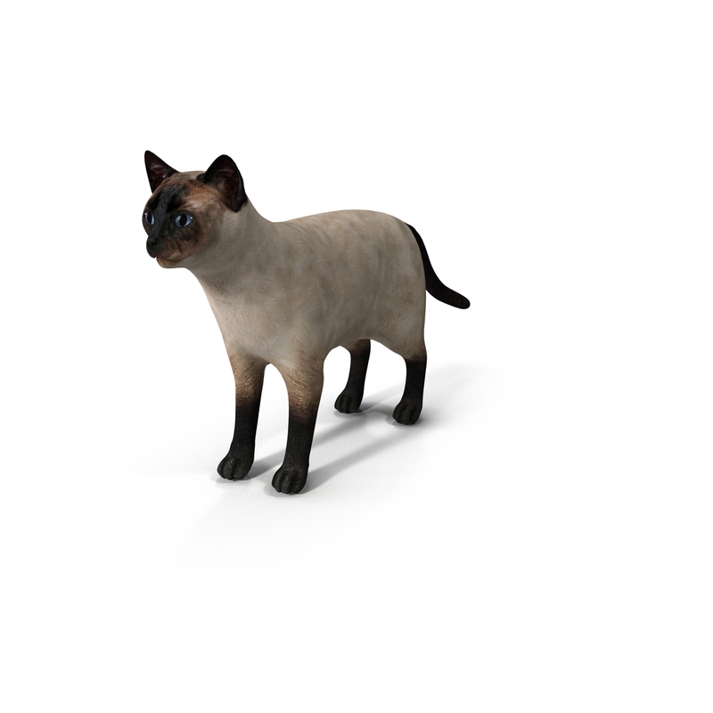 siamese cat rigged 3d model