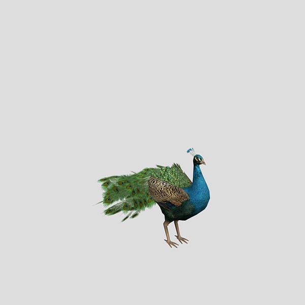 rigged peacock animation 3d max