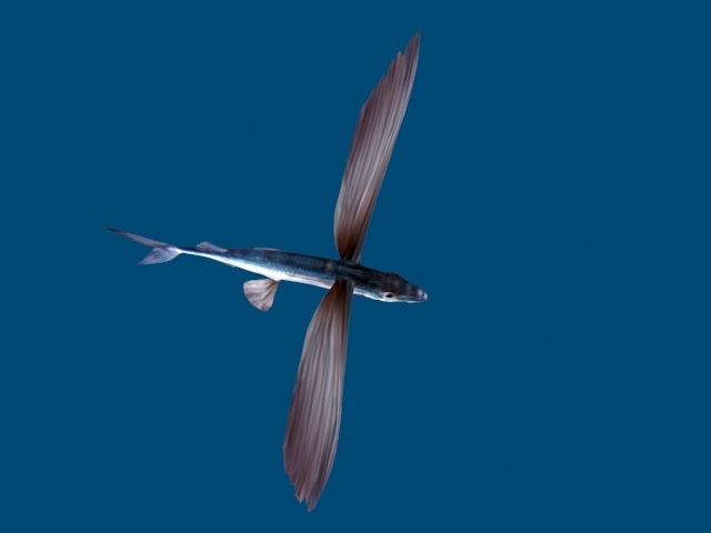 3d model flying fish realistic