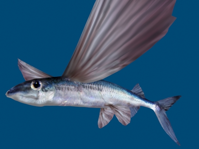 3d model flying fish realistic
