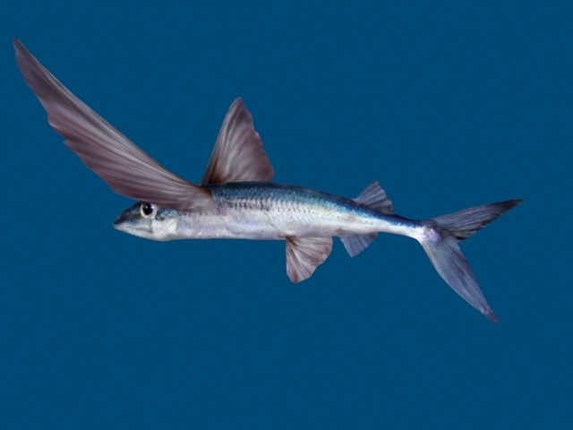 3d model flying fish realistic
