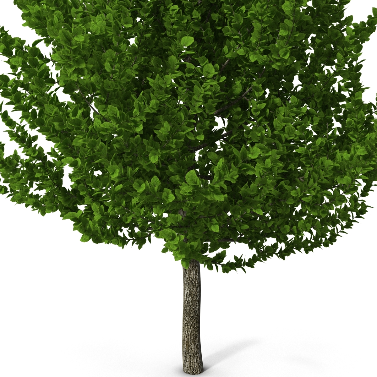 pigeon plum tree 3d model
