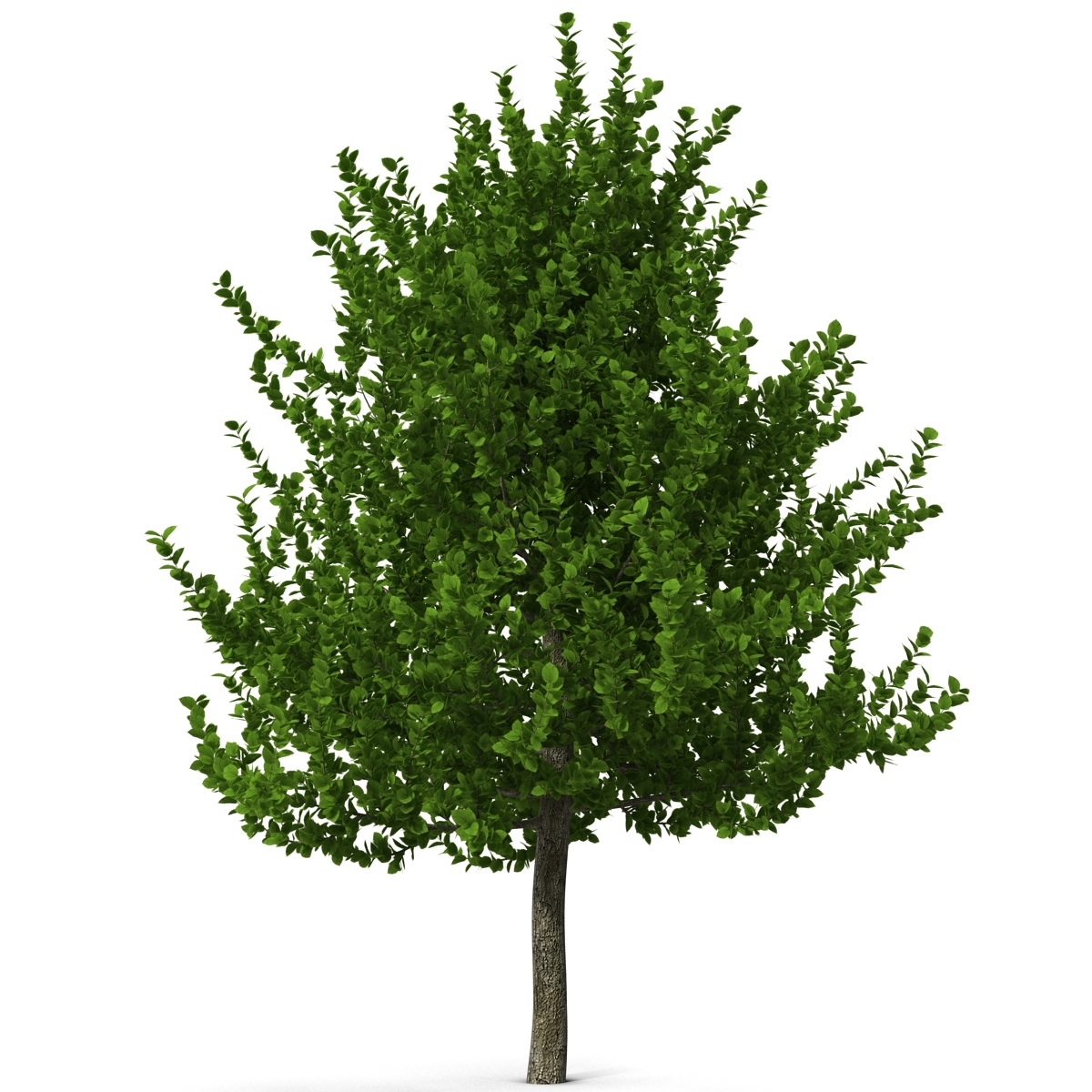 pigeon plum tree 3d model