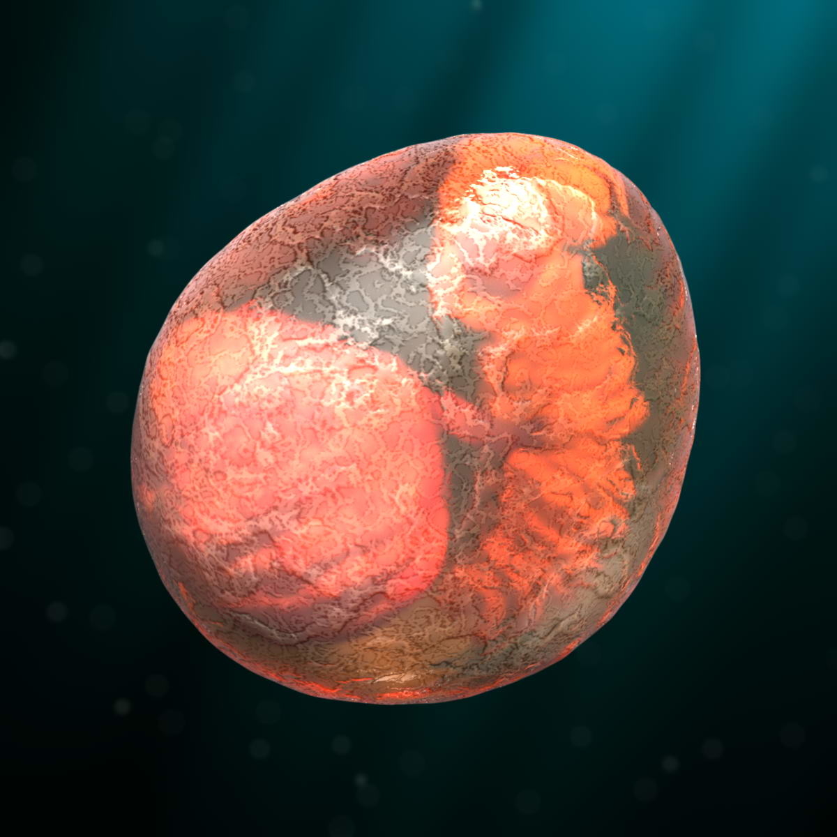 egg placenta 3d model