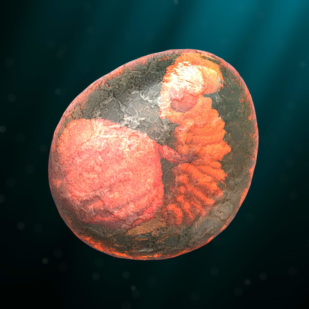 egg placenta 3d model