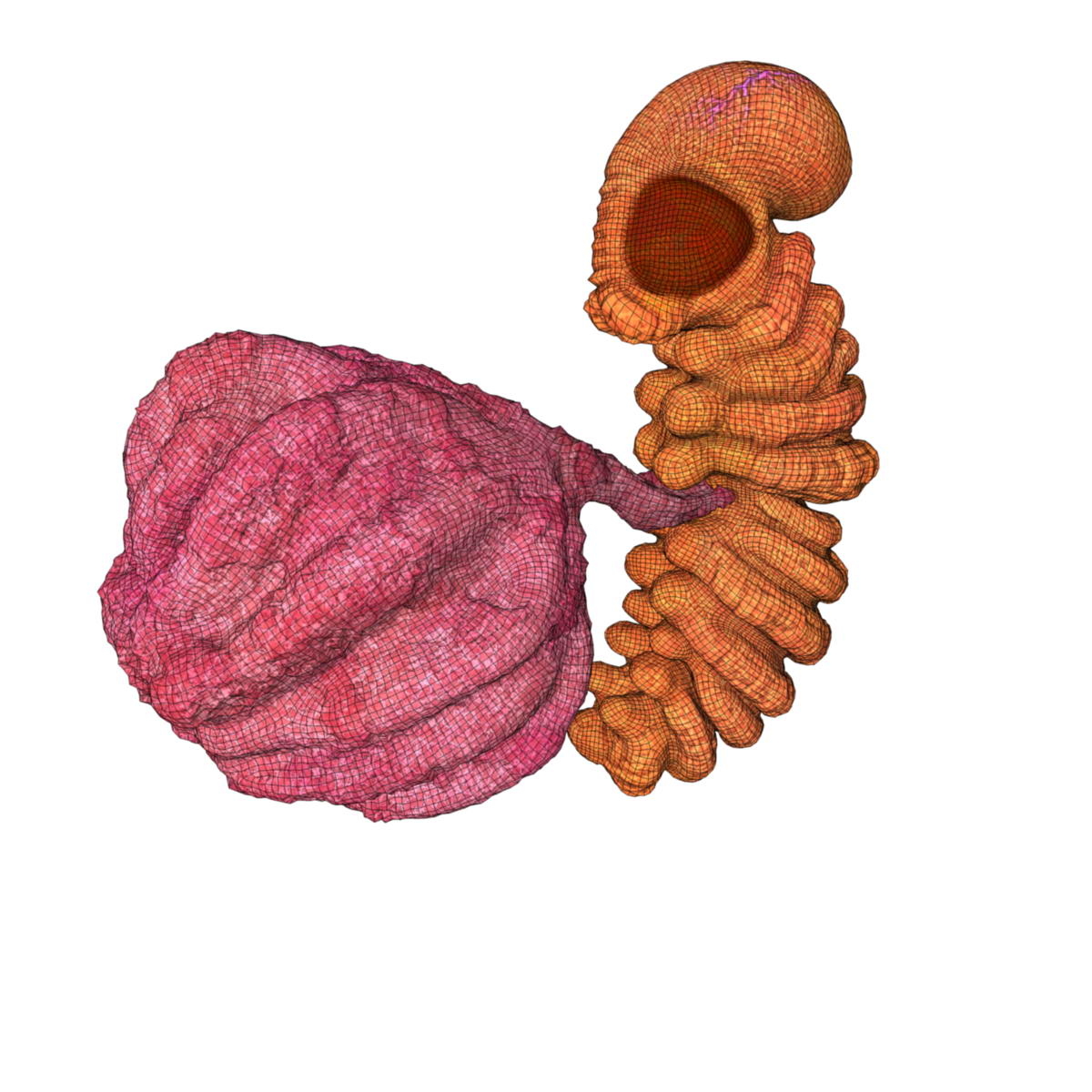 egg placenta 3d model