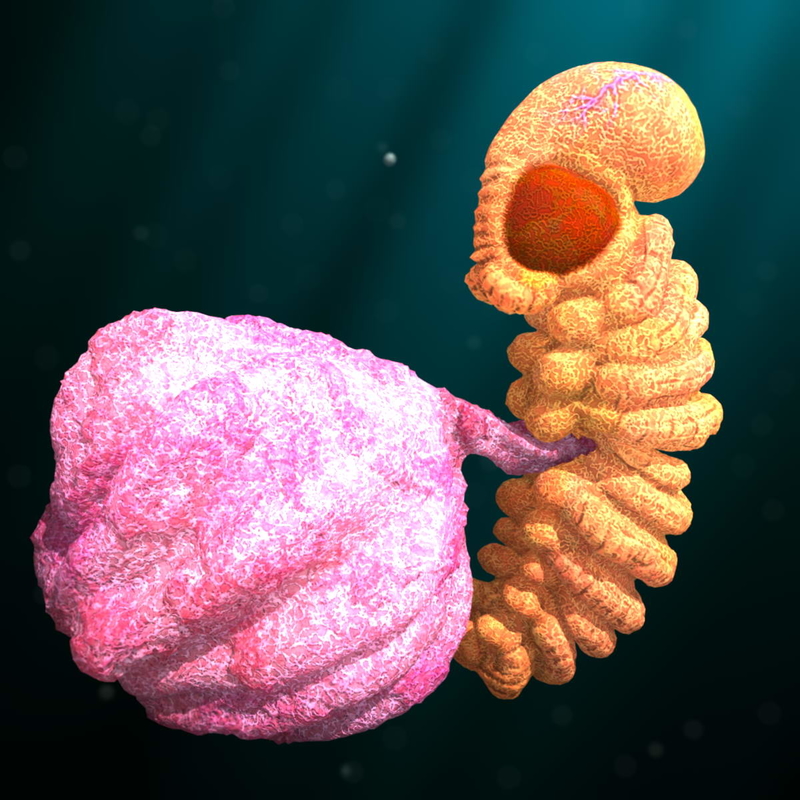 egg placenta 3d model