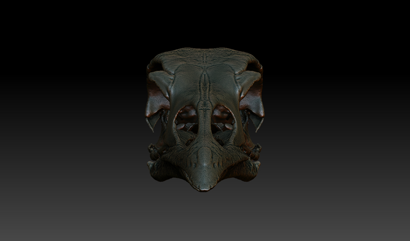 3d model skull turkey